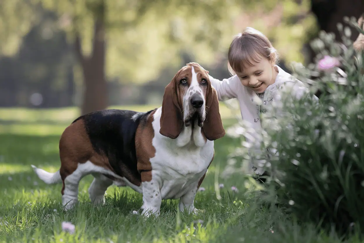 מאפיינים סטנדרטיים של באסט האונד: איך נראה כלב גזעי - כלב נבון