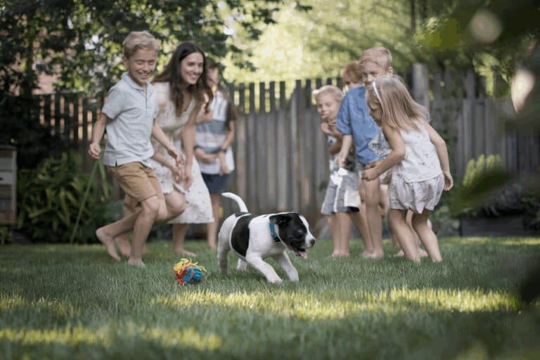 בתי גידול דוגו ארגנטינו מומלצים בישראל - כלב נבון